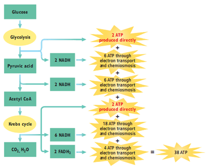 Aerobic Respiration